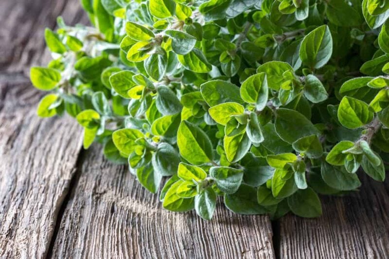 How To: Grow Hydroponic Oregano + 5 Steps to Grow Cuttings