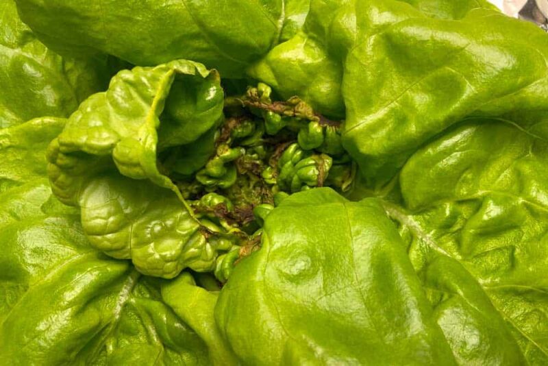 Tip-Burn: How to Identify, Treat, & Prevent NOW