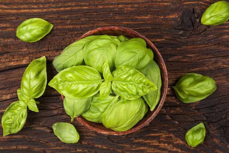 How To: Grow Hydroponic Basil + 5 BEST Basil Varieties