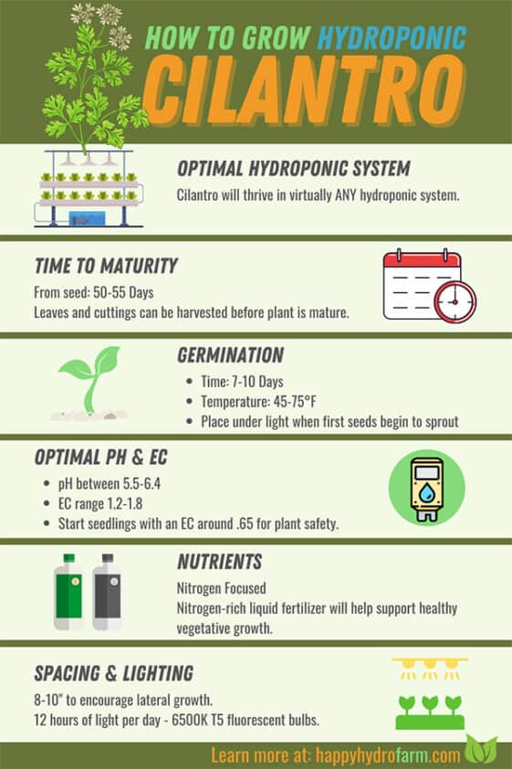 How To Grow Cilantro Hydroponically + A Magic Trick!