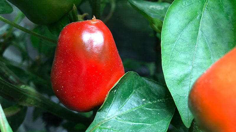 How To Grow Hydroponic Mini Sweet Peppers