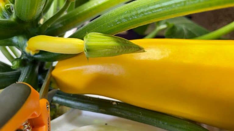 How to Grow Hydroponic Summer Squash - Hydro How-To